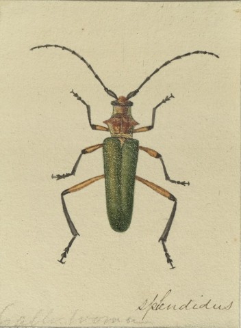 Entomological Drawing