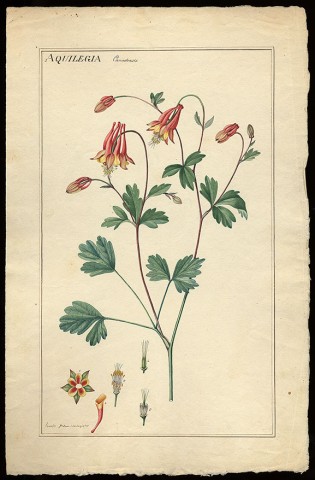 Red or Eastern Columbine